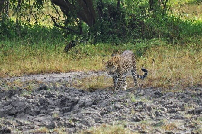 Full Day Private Safari at Yala National Park by La Safari Inn Tours - Final Thoughts: Is This Safari for You?