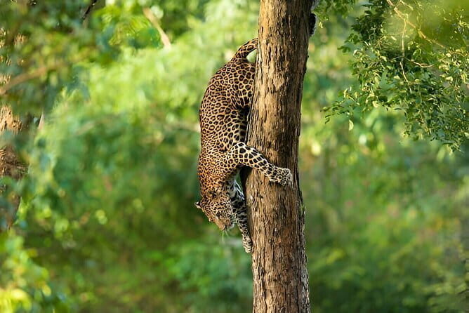 Full Day Private Safari at Yala National Park by La Safari Inn Tours - FAQ