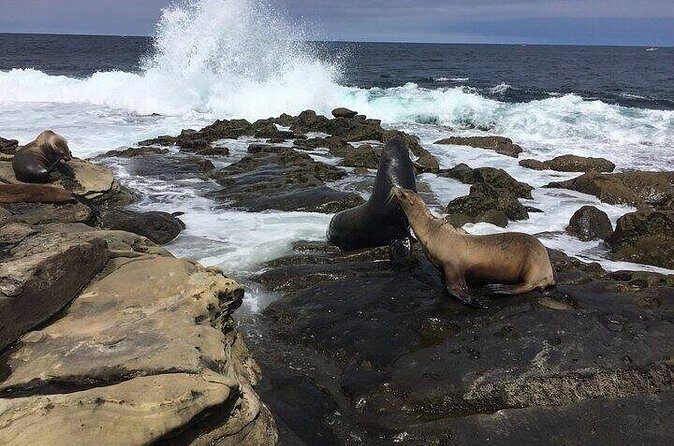 Full Day Private SD Tour from Del Mar - Final Thoughts: Is This Tour Right for You?