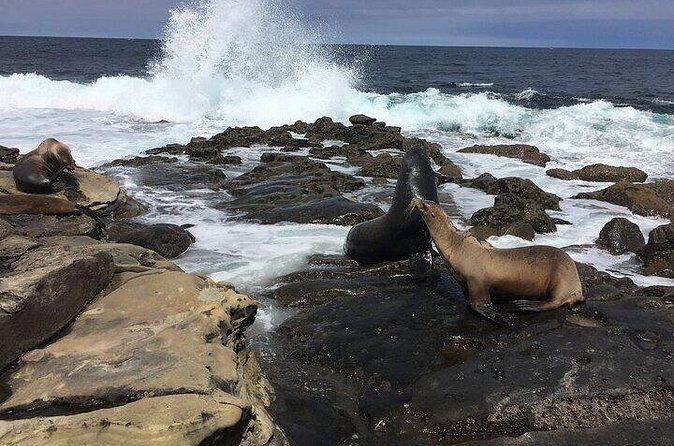 Full Day Private SD Tour from Leucadia - Who Should Consider This Tour?