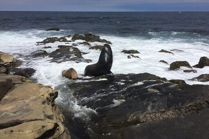 Full Day Private SD Tour from Pacific Beach - Exploring San Diego in Style and Substance