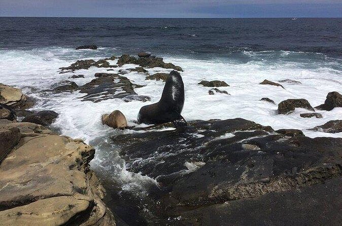 Full Day Private SD Tour from Pacific Beach - Who Will Love This Tour?
