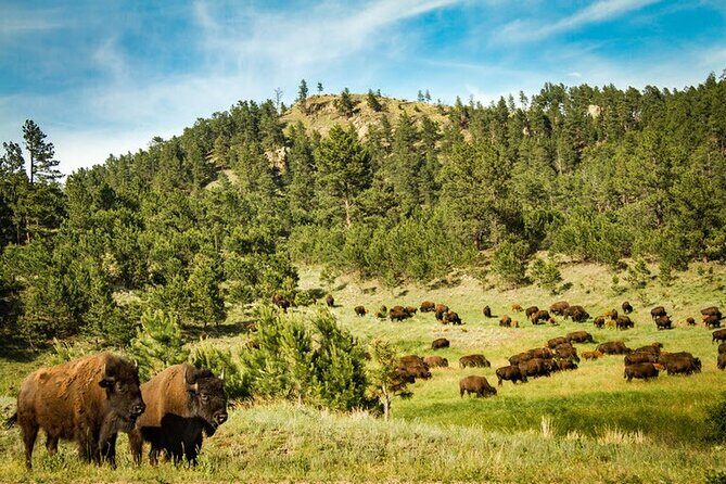 Full-Day Private Sightseeing Tour in South Dakota - An In-Depth Look at the Itinerary