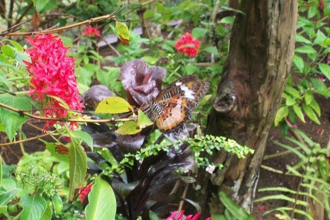 Full-Day Private Siquijor Island Tour - An Authentic Day on Siquijor: What to Expect from the Tour