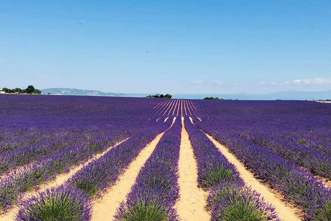 Full-day Private Tour Gorges du Verdon (LAVENDER JUNE 15/JULY 15) - Who Should Consider This Tour?