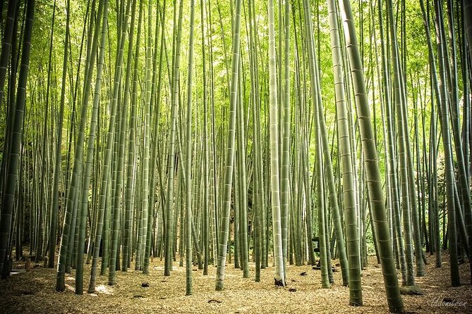 Full Day Private Tour In Kamakura English Speaking Driver - Accessibility and Participation