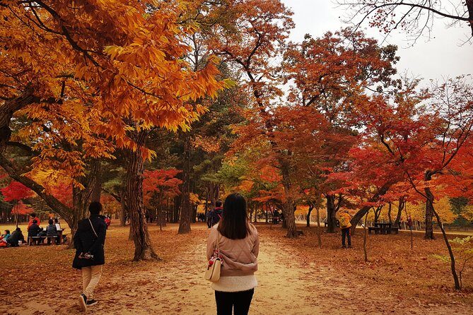 [ Full Day Private Tour ] Nami Island and Petite France - Why Consider This Tour?