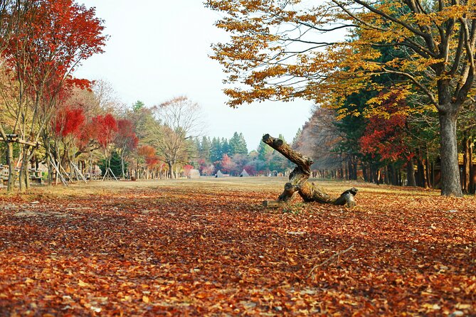 Full Day Private Tour Nami Island, Garden & Petite France - Who Should Consider This Tour?