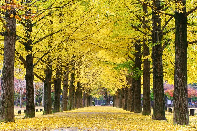Full Day Private Tour Nami Island, Garden & Petite France - Overall: Who’s It Best For?