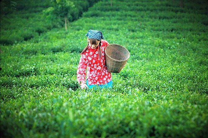 Full-Day Private Tour of Anxi County from Xiamen with Lunch - A Closer Look at the Itinerary and Experience