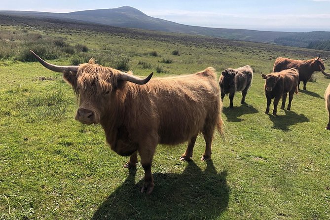 Full Day Private Tour of the Isle of Man With Experienced Qualified Driver Guide - Tour Logistics and Pricing