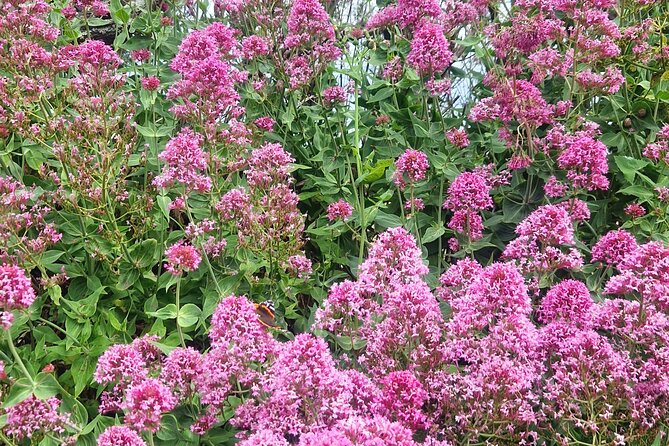 Full day private tour of the North Coast of Cornwall - Authentic Reviews from Travelers