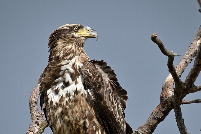 Full-Day Private Tour to Alligator River National Wildlife Refuge - Why This Tour Is a Great Choice