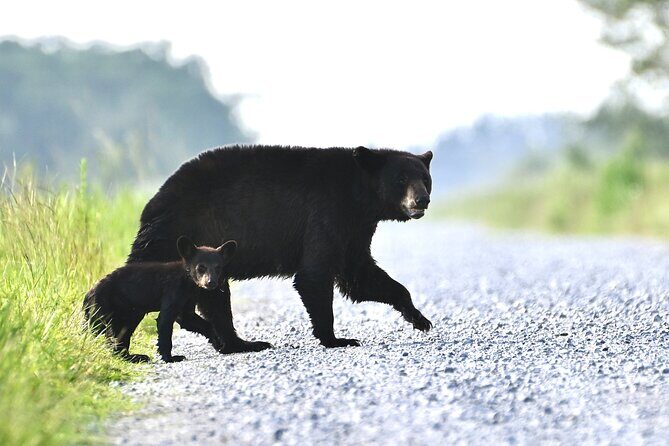 Full-Day Private Tour to Alligator River National Wildlife Refuge - The Sum Up: Is This Tour Right for You?