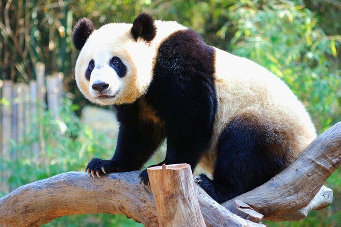 Full-Day Private Tour to Chengdu Giant Panda Base and Leshan - Key Points