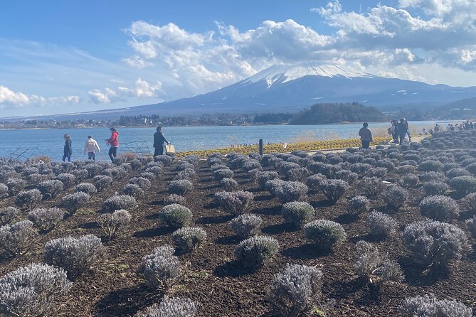 Full Day Private Tour to Mt Fuji by Luxury Vehicle - Key Inclusions and Highlights