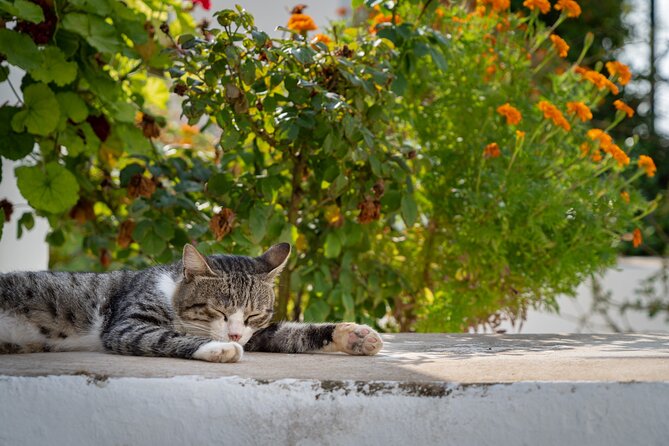 Full Day Private Tour to the North of Corfu Island - Who is This Tour Best For?