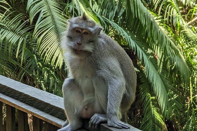 Full Day Private Tour to Ubud Waterfall and Tanah Lot Sunset - FAQ