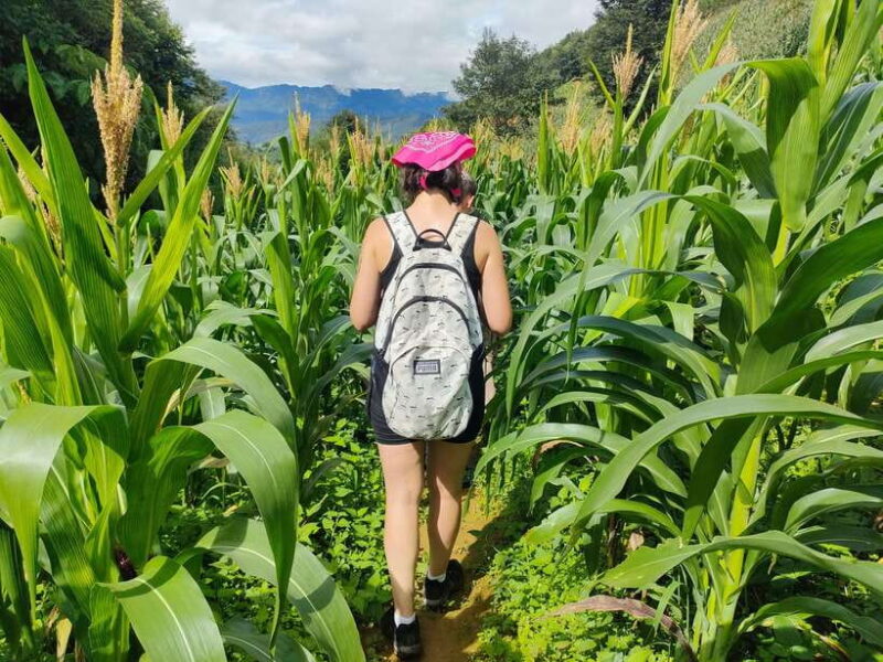 Full Day Private Trekking Mu Cang Chai - Key Points