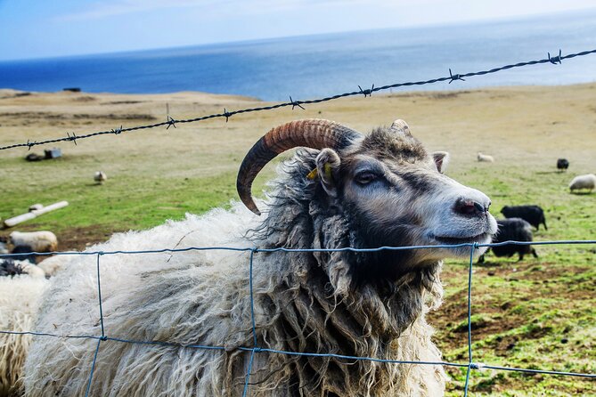 Full Day Private Westman Island Tour from Reykjavik - The Value of a Private Guide and Transportation