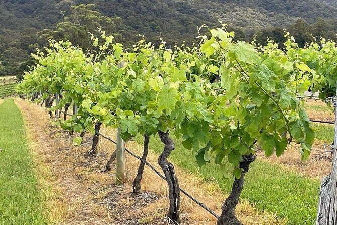 Full Day Private Wine Tour Exclusively Tailored To Suit You - Authentic, Personalized, and Value-Driven