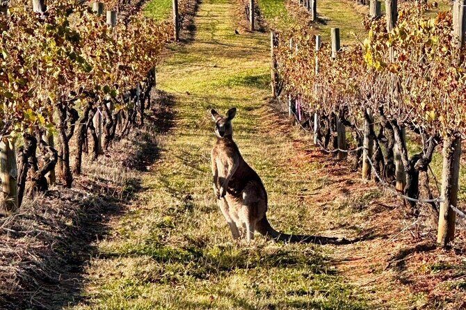 Full Day Private Wine Tour Exclusively Tailored To Suit You - The Sum Up: The Best Choice for Custom Hunter Valley Experiences