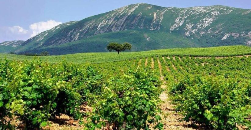 Full Day Private Wine Tour in Arrabida - Practical Tips for Travelers