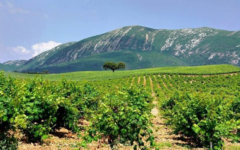 Full Day Private Wine Tour in Arrabida - Final Thoughts