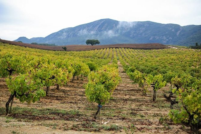 Full Day Private Wine Tour in Arrabida - FAQs