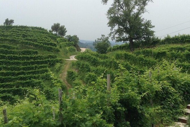 Full Day Prosecco Wine Tasting. 2 Wineries. From Venice - Scenic Drives Through Vineyards and Villages