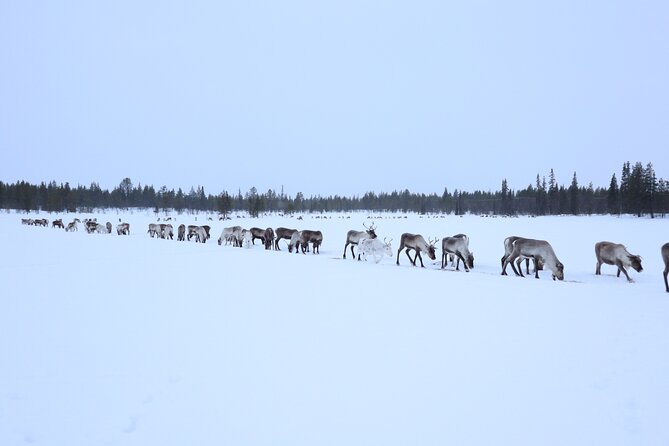 Full-Day Reindeer Tour in Kiruna Review - Activities and Wildlife