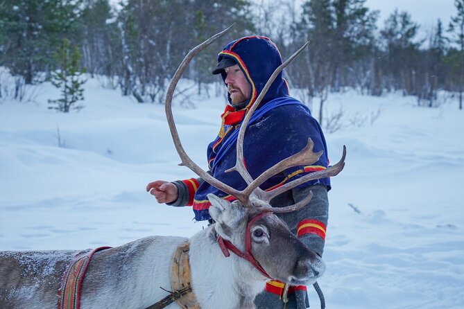 Full-Day Reindeer Tour in Kiruna Review - Guest Reviews and Feedback