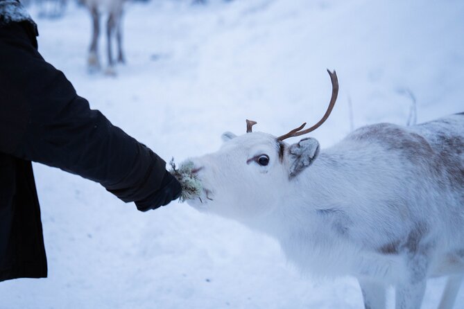 Full-Day Reindeer Tour in Kiruna Review - Accessibility and Accommodations