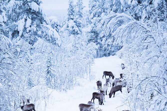 Full-Day Reindeer Tour with Pickup in Kiruna - FAQ