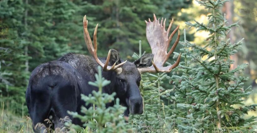 Full-Day RMNP Over the Top Tour - RMNPhotographer - Authentic Experiences and Expert Guidance