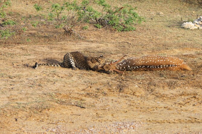 Full Day Safari ( The Best for Leopards ) in Yala - What’s Included and What’s Not