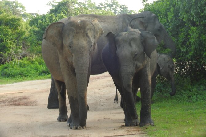 Full Day Safari ( The Best for Leopards ) in Yala - The Experience from Reviews