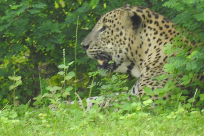 Full Day Safari ( The Best for Leopards ) in Yala - Who Would Enjoy This Tour?