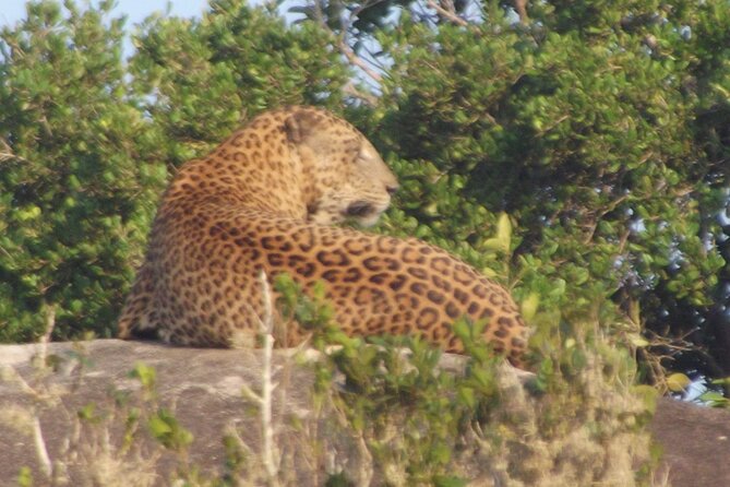 Full Day Safari ( The Best for Leopards ) in Yala - FAQ