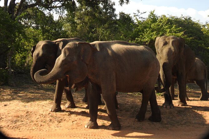 Full Day Safari Tour in Yala National Park - Exploring the Full Day Safari Tour in Yala National Park