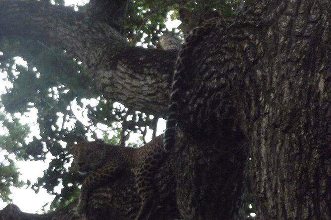 Full Day Safari Tour in Yala National Park - Why This Tour Stands Out