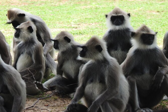 Full Day Safari Tour in Yala National Park - Who Should Consider This Tour?