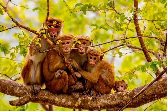 Full Day Safari Tour Yala - Key Points