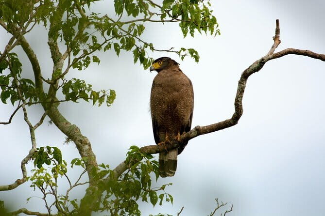 Full Day Safari Tour Yala - Detailed Breakdown of the Itinerary