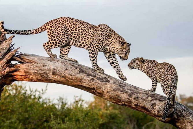 Full Day Safari Tour Yala - Practical Details and What You Should Know