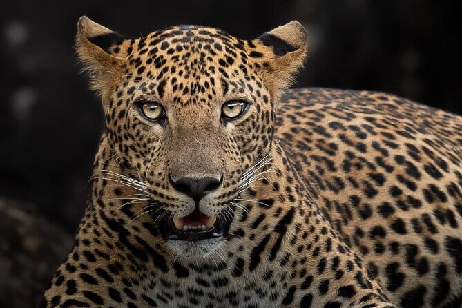 Full Day Safari Tour Yala - Who Should Consider This Tour?