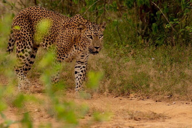 Full Day Safari Tour Yala - The Sum Up