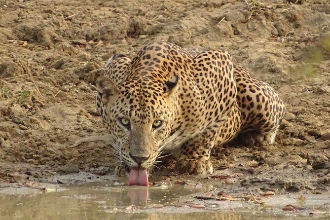 Full day Safari - Yala National Park - 04.30 am to 06.00 pm with - Janaka safari - Value for Money and Practical Tips