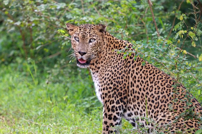 Full day Safari - Yala National Park - 04.30 am to 06.00 pm with - Janaka safari - Authentic Experiences and What Travelers Say
