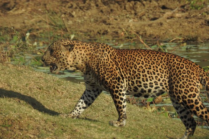 Full day Safari - Yala National Park - 04.30 am to 06.00 pm with - Janaka safari - Final Thoughts: Who Will Love This Tour?